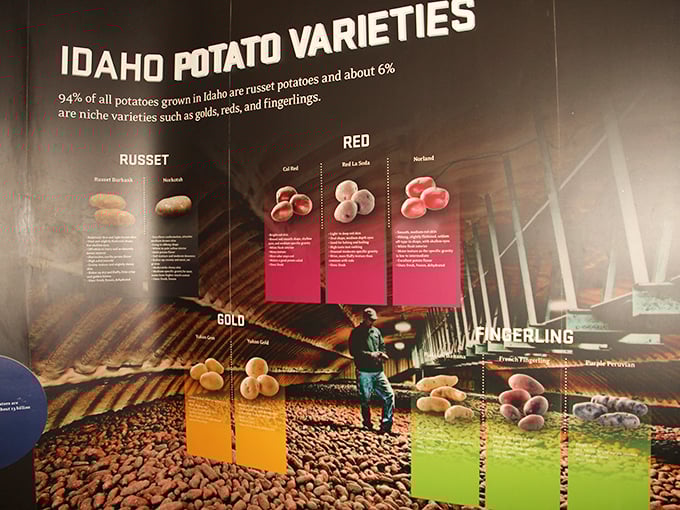 A colorful display showcasing Idaho's potato varieties. Who knew these underground treasures came in such a stunning rainbow of options?