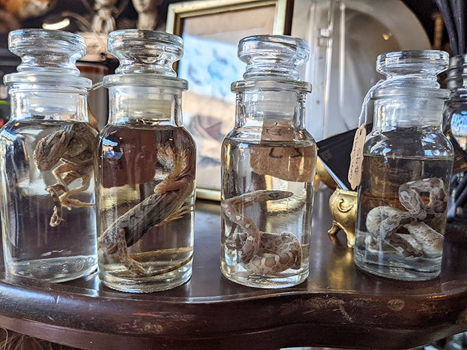 Scientific specimens or tiny underwater nightmares? These preserved creatures floating in vintage apothecary jars remind us that reality is often stranger than anything Hollywood could dream up.