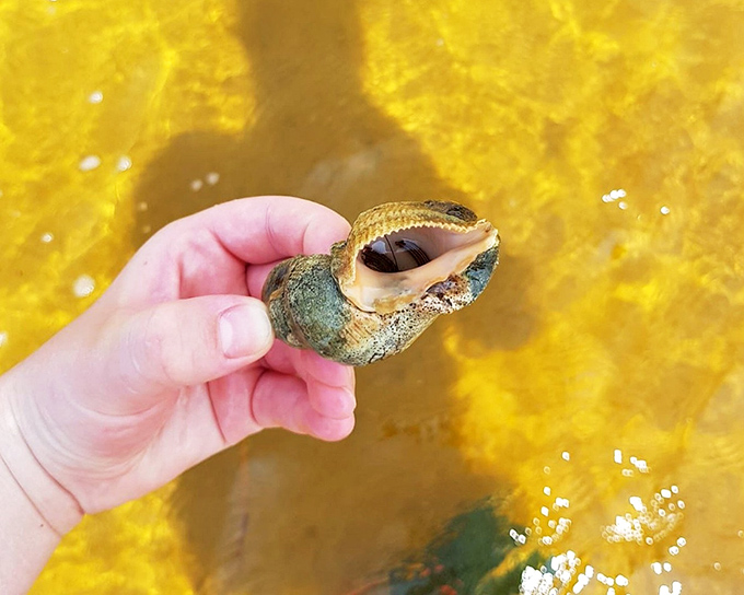 Nature's jewelry store &ndash; where every shell tells a story of ocean journeys and tiny former tenants who've moved to more spacious accommodations.