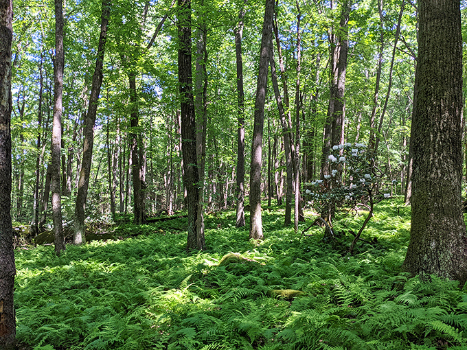 A cathedral of ferns and towering trees where the only admission fee is your willingness to look up and say "wow" at least three times. 