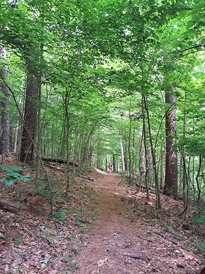 Forest trails here wind through green cathedrals that make you forget about traffic jams entirely.