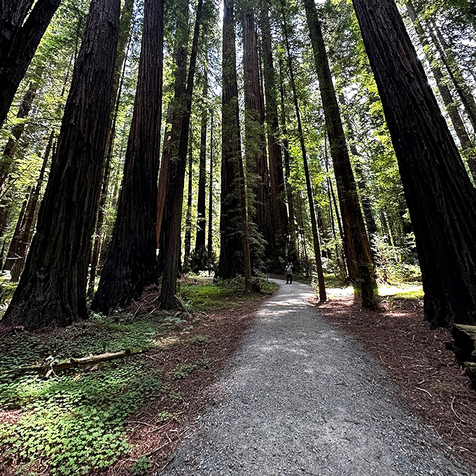 Wandering these paths feels like stepping into a fantasy novel. The dappled light creates a natural spotlight show worthy of Broadway.