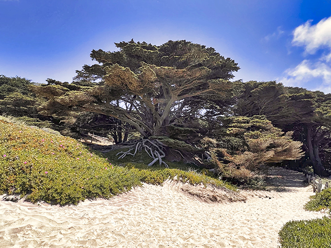 Ancient cypress sentinels, sculpted by decades of coastal winds, stand guard over the pathways leading to this hidden gem.