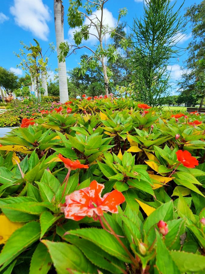 Nature provides its own artistic palette alongside the sculptures. Vibrant tropical blooms add another layer of color to this sensory feast.