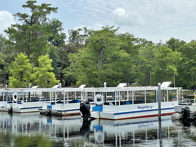 Glass-bottom boat tours that turn every passenger into an underwater explorer without getting wet feet.
