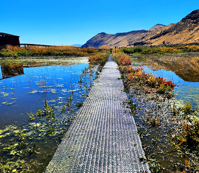 A boardwalk through wetland paradise &ndash; where social distancing was a thing long before it became trendy.
