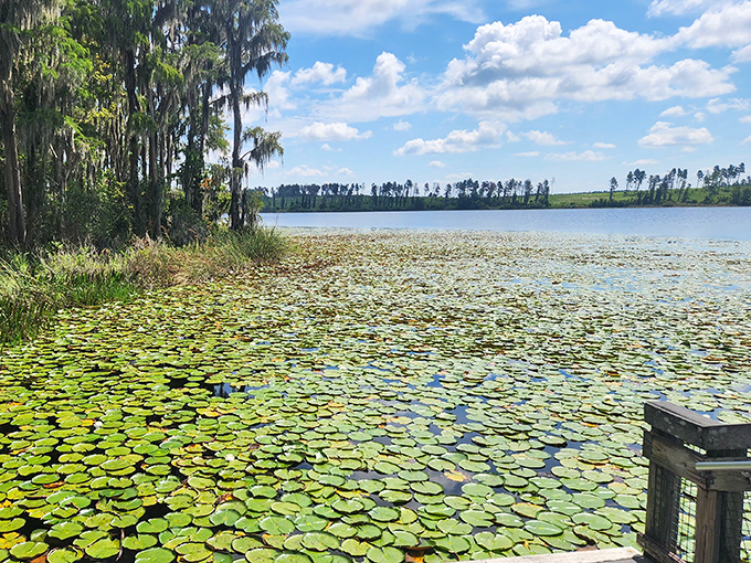 Water lilies create nature's patchwork quilt across the lake surface. Monet would've set up his easel here and never left &ndash; Florida's answer to Giverny.