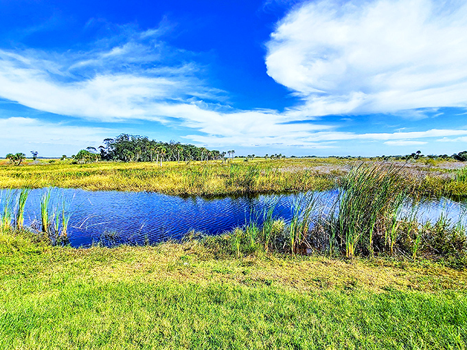 Water meets prairie in this ecological handshake. The reflective surface creates double the sky, as if Florida wasn't already showing off enough with its perfect weather.