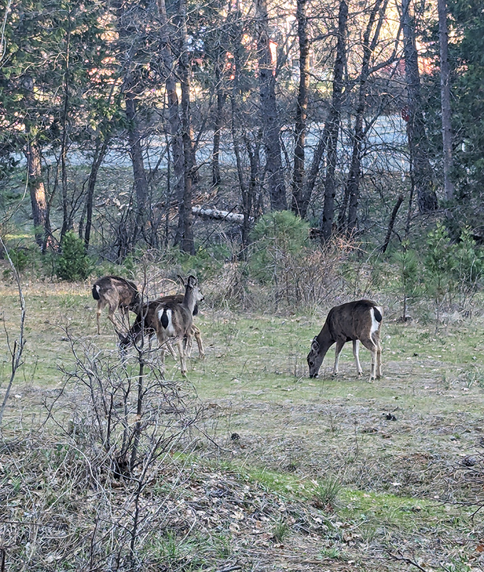 Deer dining al fresco in their natural habitat. No reservations required for these graceful locals who've perfected the farm-to-mouth dining concept.