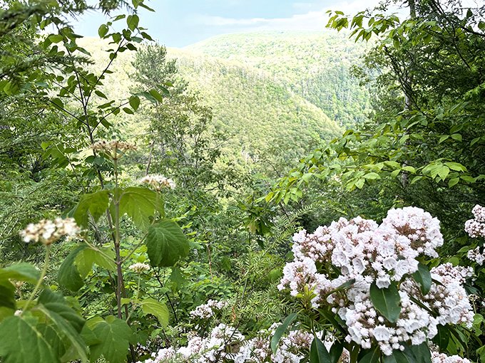 Mountain laurel blooms frame the canyon view, nature's way of adding a delicate border to its most impressive landscape painting.