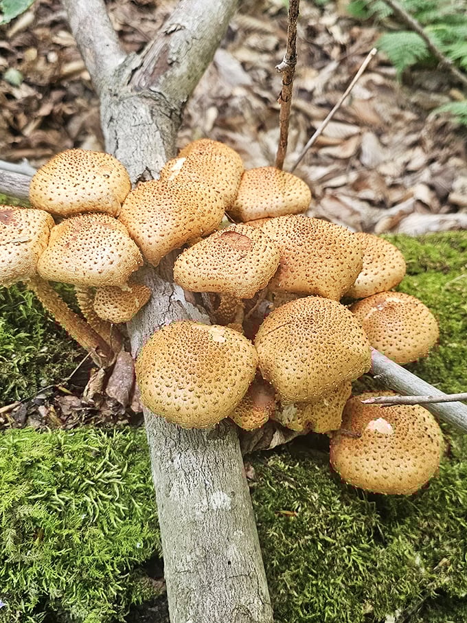 Nature's buffet! These fascinating fungi create their own little community among the forest floor&mdash;no reservation required for this woodland display.