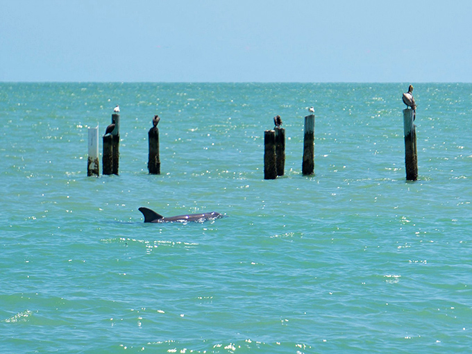 Not just a human attraction! The waters around Cape Romano teem with marine life, including playful dolphins that often escort visitors to the site.