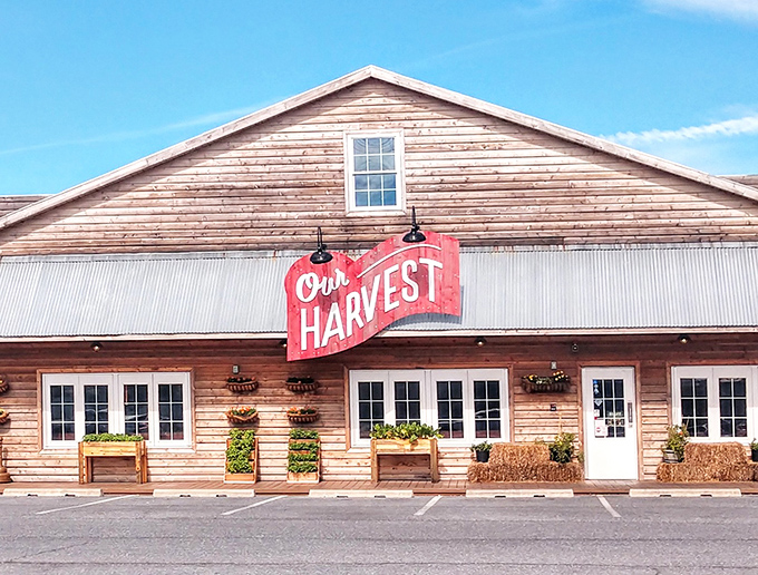 Our Harvest's rustic barn aesthetic proves farm-fresh ingredients deserve equally charming presentation and atmosphere.