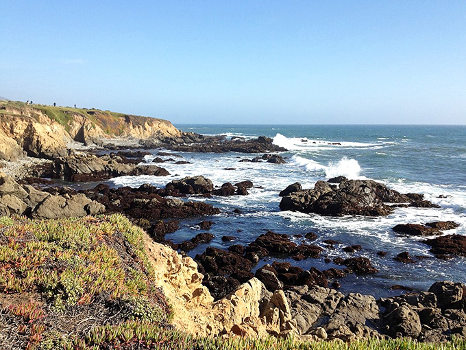 Coastal bluffs provide the perfect vantage point for watching sea otters play in kelp forests.