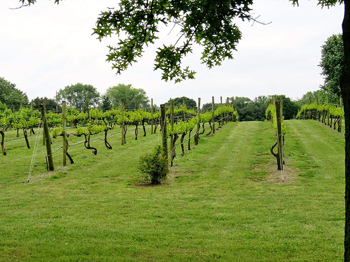 Vineyard rows stretch toward the horizon outside Felton, where Delaware's wine country offers retirees yet another reason to call this region home.
