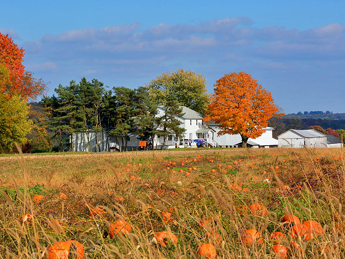 Autumn tranquility in New Wilmington, Pennsylvania — where vibrant foliage and pumpkin fields frame peaceful Amish country living.