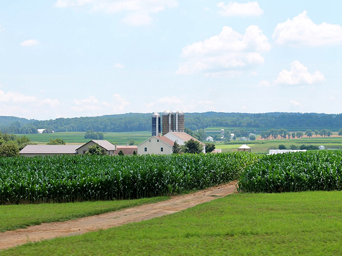 Endless farmland rolls toward distant silos - this view hasn't changed much since your grandparents' time.