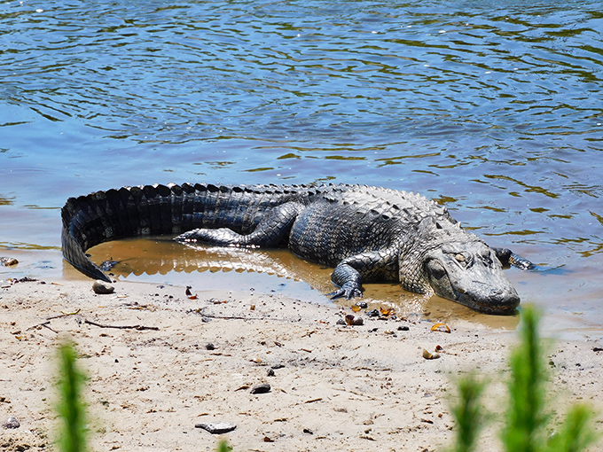 This local resident's sunbathing technique hasn't changed in millions of years, and honestly, why mess with perfection?