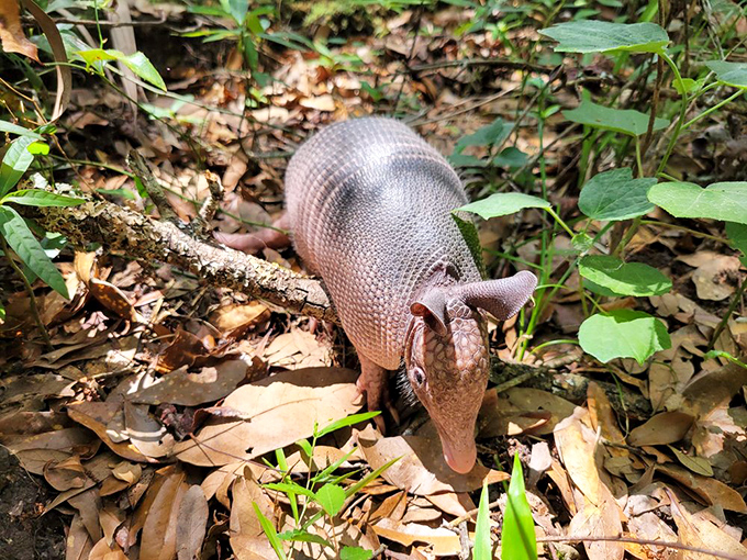 This armadillo, Florida's armored resident, strolls through the underbrush like he's late for an important prehistoric appointment.