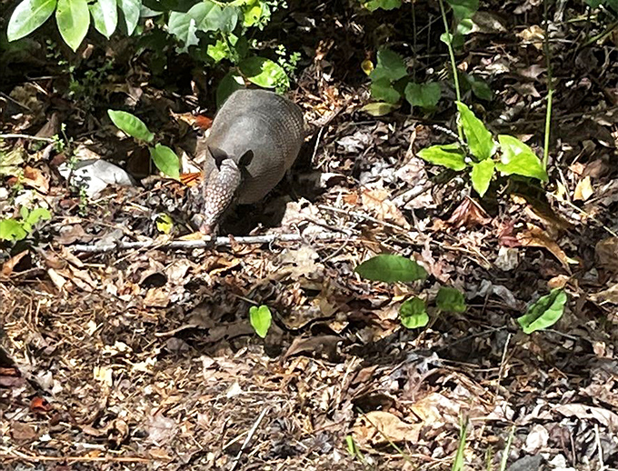 The armadillo, nature's tank, going about its business. These prehistoric-looking creatures waddle through Poinsett like tiny dinosaurs on patrol. 