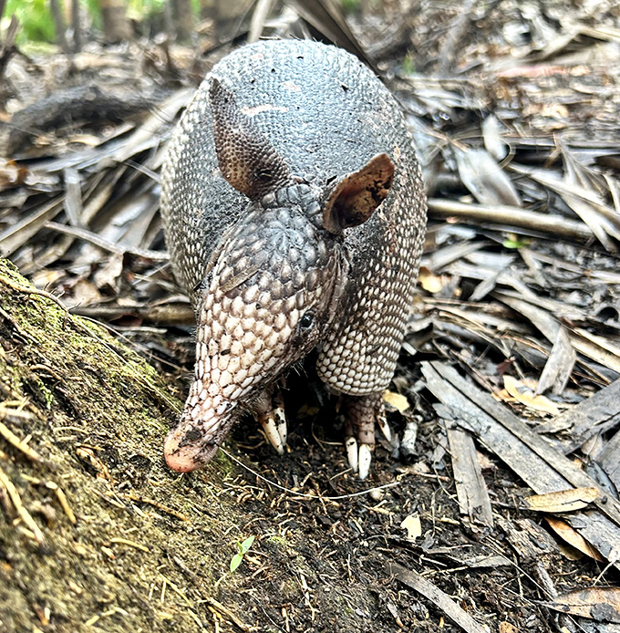 This armadillo looks like he's dressed for a medieval jousting tournament in nature's own armor&mdash;Florida's version of a knight in shining plates.
