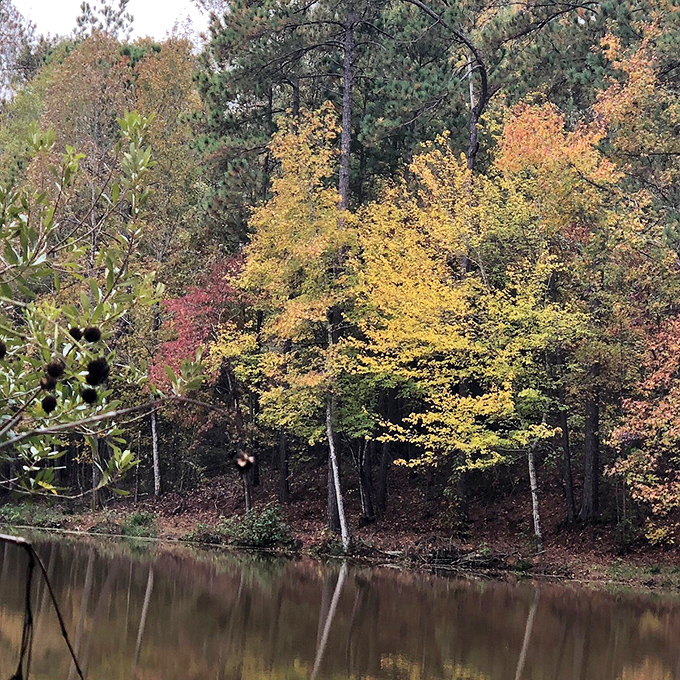 Fall in Milledgeville paints the landscape with colors so vibrant you'll wonder if Mother Nature hired a Hollywood set designer for the season.