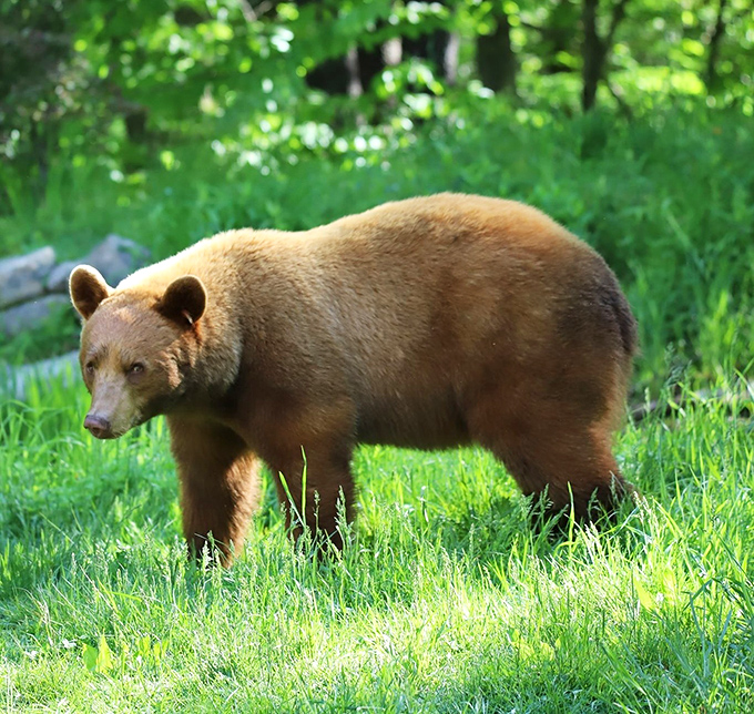 "Excuse me, just passing through." Pennsylvania wildlife doesn't make appointments&mdash;this cinnamon-colored black bear is the park's most impressive unscheduled attraction.