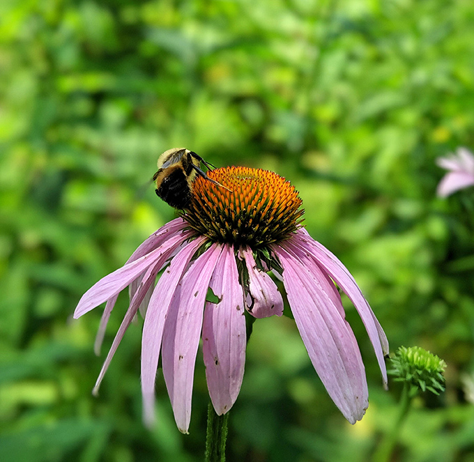 Nature's most efficient worker takes a purple cone flower break. No performance reviews needed when you're responsible for one-third of the world's food supply.