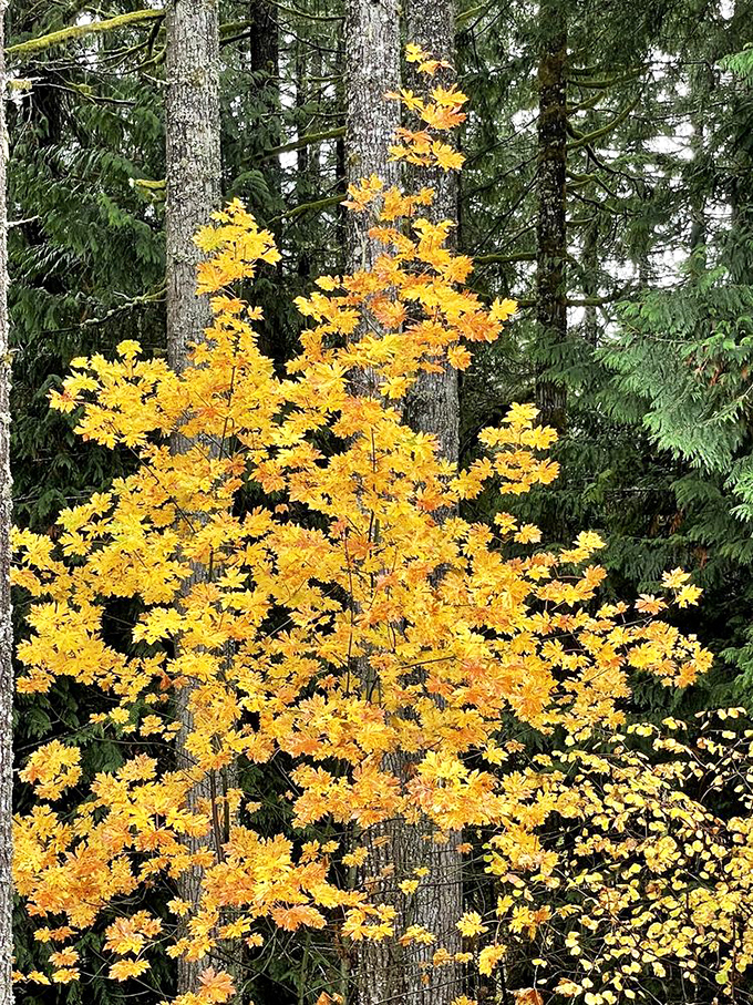 Fall's golden maple stands like nature's highlighter against evergreen backdrop. Autumn showing off again, as if summer wasn't impressive enough.