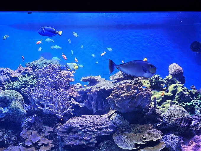 The Birch Aquarium's underwater residents throw the ultimate house party, complete with coral decorations and fish that dress more colorfully than a 1970s disco.