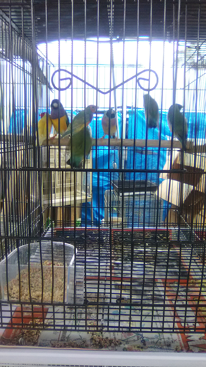 The bird committee seems to be discussing weekend plans. That blue backdrop suggests they're considering a tropical getaway, though they're already in Florida.