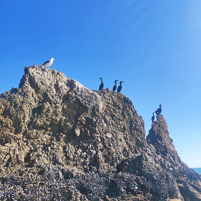 The unofficial welcoming committee holds court. These cormorants and gulls have the best real estate in Malibu, with million-dollar views they enjoy for free.