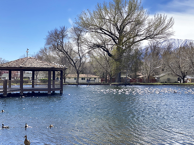 Bishop City Park's pond creates a mirror for the mountains, while ducks conduct their daily business meetings near the gazebo.
