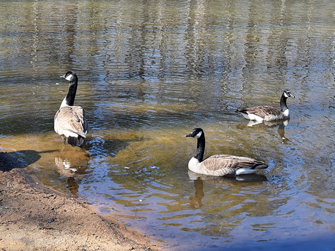 The park's unofficial welcoming committee holds an impromptu meeting. These Canada geese clearly didn't get the memo about personal space.