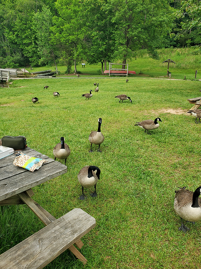 The local welcoming committee arrives promptly at lunchtime &ndash; these Canada geese have mastered the art of looking cute while plotting sandwich theft.