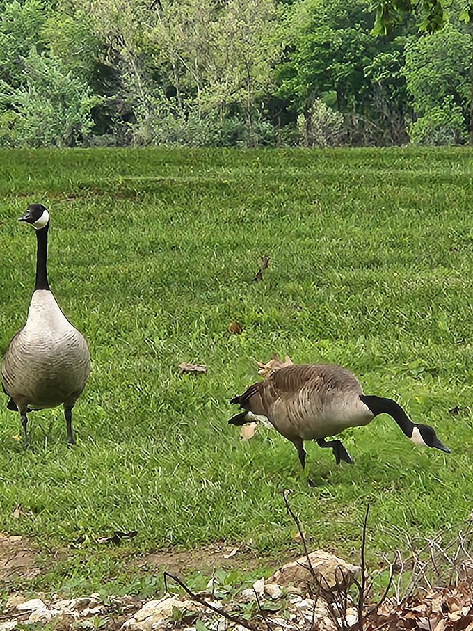 Canada geese patrolling their turf &ndash; nature's own security system with attitude and impressive formation flying skills.