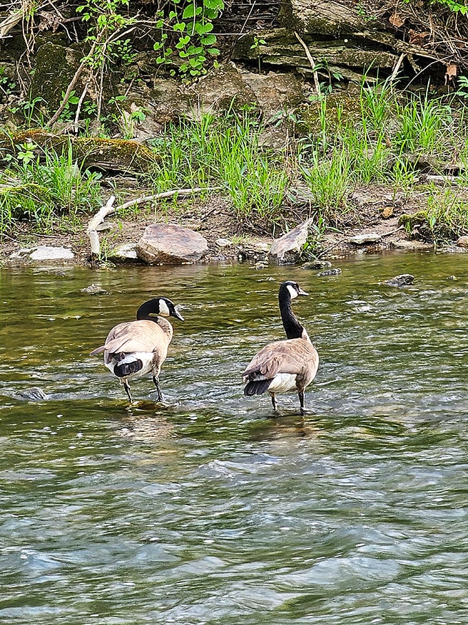 Canada geese patrol the shallows like feathered security guards. They've got attitude, swagger, and surprisingly strong opinions about bread.
