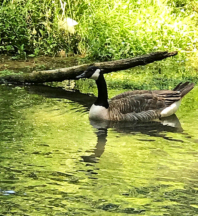"Excuse me, do you have any bread?" A Canada goose enjoys the emerald waters, probably contemplating its next tourist encounter.