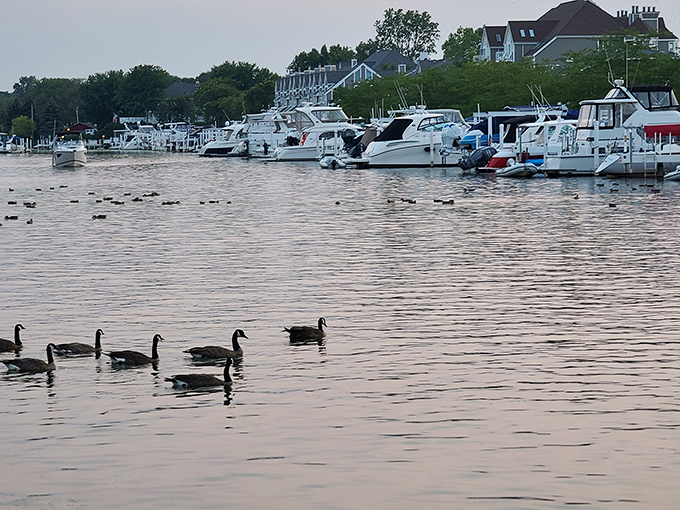 These Canada geese have clearly discovered the same waterfront real estate secret as humans &ndash; location, location, location!