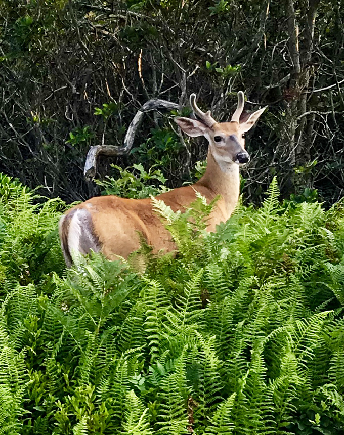 "Excuse me, do you have a moment to talk about how gorgeous these ferns are?" Wildlife encounters add magic to any mountain hike.