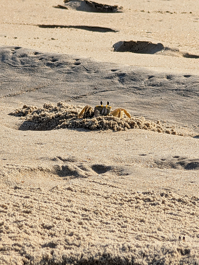 Nature's tiniest architect at work &ndash; a ghost crab creates his sandy masterpiece, blissfully unaware he's starring in your vacation highlights.