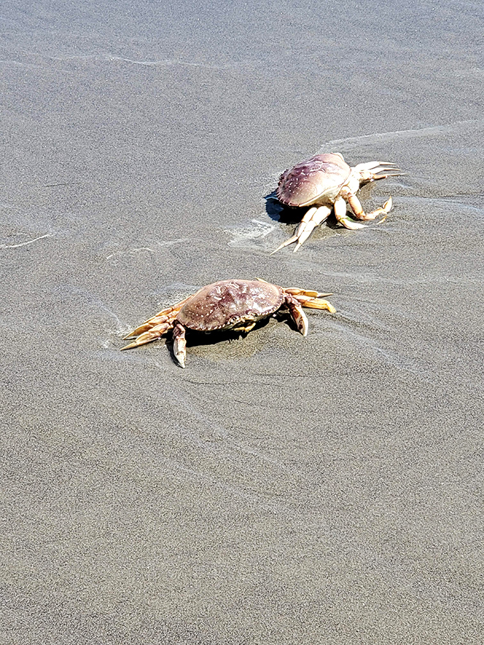 Beach life in miniature &ndash; these crustacean commuters scuttle across their sandy highway, oblivious to human admirers.