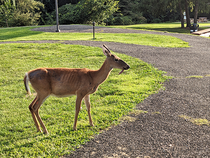 "Excuse me, coming through!" Local wildlife demonstrates why Salt Fork's unofficial speed limit is whatever pace allows you to spot these graceful residents.