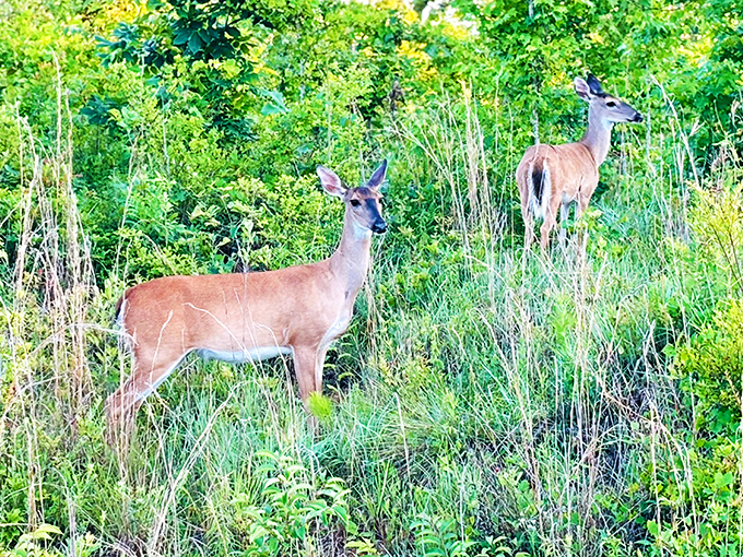 The local welcoming committee doesn't shake hands &ndash; they just pose majestically among tall grasses before disappearing like woodland celebrities.