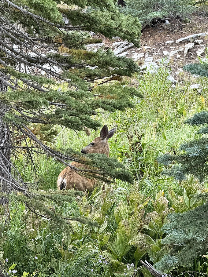Local resident caught mid-brunch. This deer clearly knows where to find the best dining spots in Lassen.