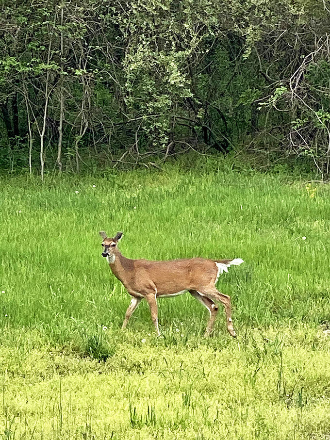 "Excuse me, did you make a reservation?" This local resident inspects visitors with the casual confidence of someone who truly owns the place.