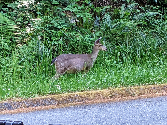 Local deer treat visitors like old friends, posing patiently as if they know they're Instagram-famous.