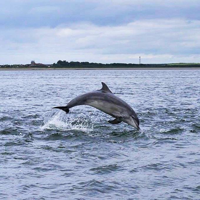 "I'm ready for my close-up!" A wild dolphin puts on a show that beats anything you'd pay admission for at those other Florida attractions.
