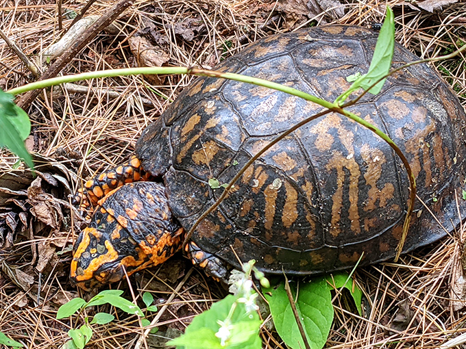 Meet the local wildlife! This Eastern Box Turtle is the park's unofficial greeter, moving at a pace that encourages you to slow down too.