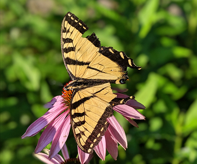 A tiger swallowtail butterfly poses on purple coneflower, showing off nature's version of haute couture.